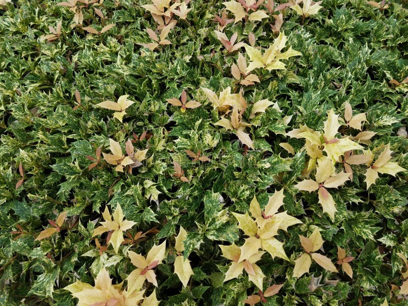Green Spiky Sharp Holly Bush or Plant Stock Image - Image of pointy ...