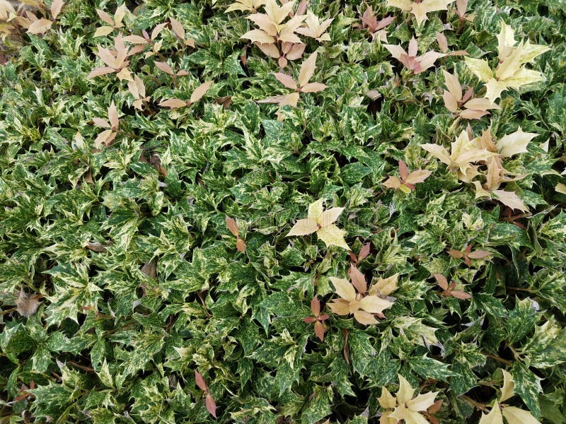 Green Spiky Sharp Holly Bush or Plant Stock Image - Image of pointy ...