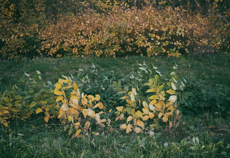 Bush and Shrub during Autumn and Fall Stock Image - Image of overgrown ...