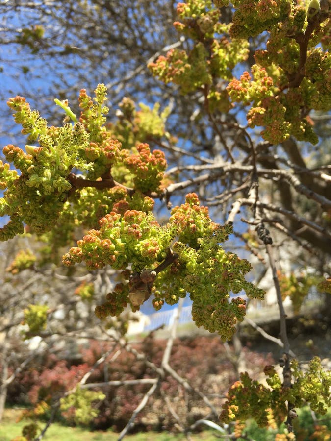 Bush shrub shooting stock image. Image of landscape, evergreen - 96604307