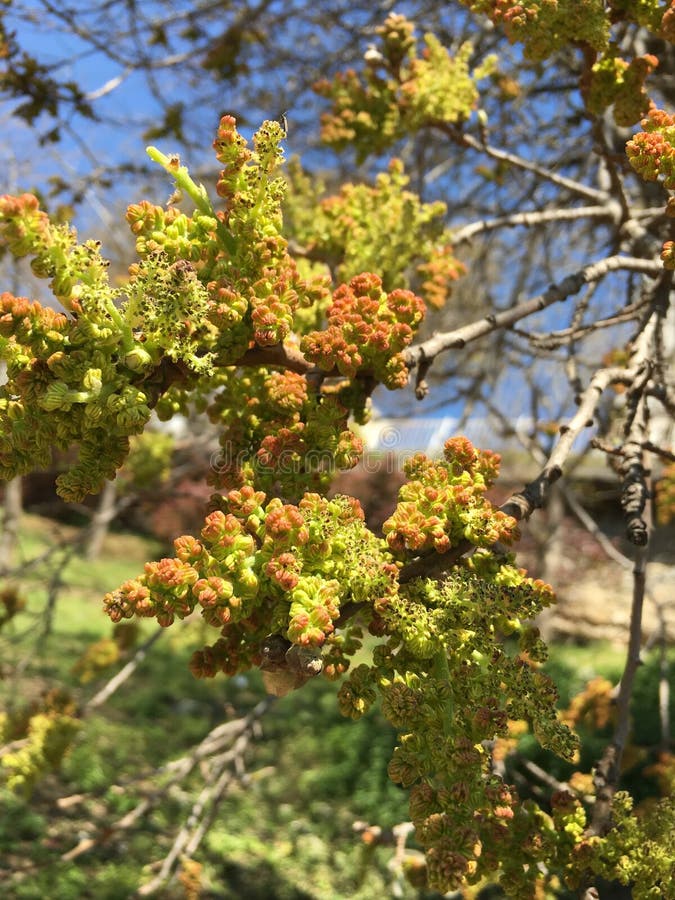 Bush shrub shooting stock image. Image of garden, environment - 96604359