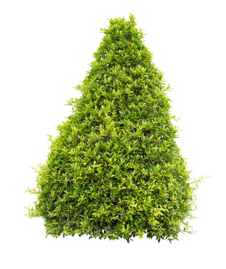 Shrubs Isolated on White Background with Clipping Path and Alpha ...