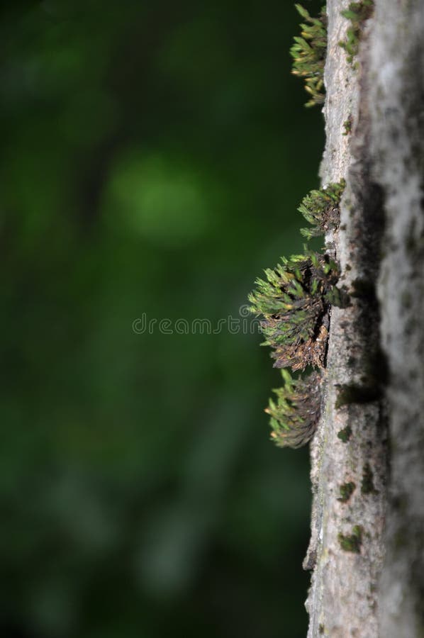 Bush stock photo. Image of bushes, yellow, dead, leaves - 60492348