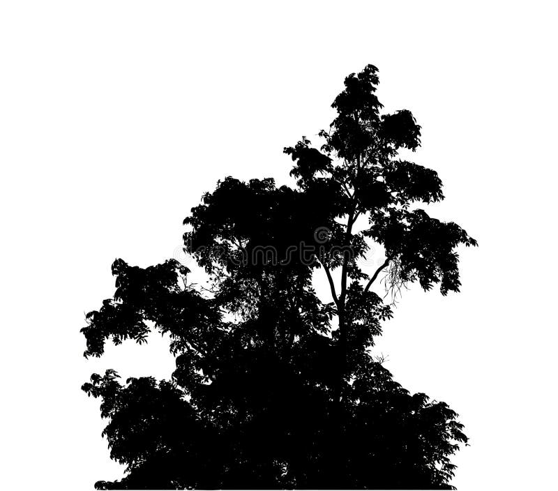 Bush Silhouette for Brush on White Background . Stock Illustration ...