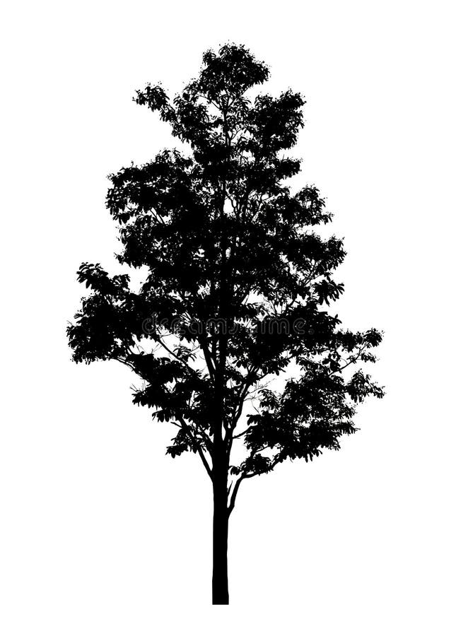 Bush Silhouette for Brush on White Background . Stock Illustration ...