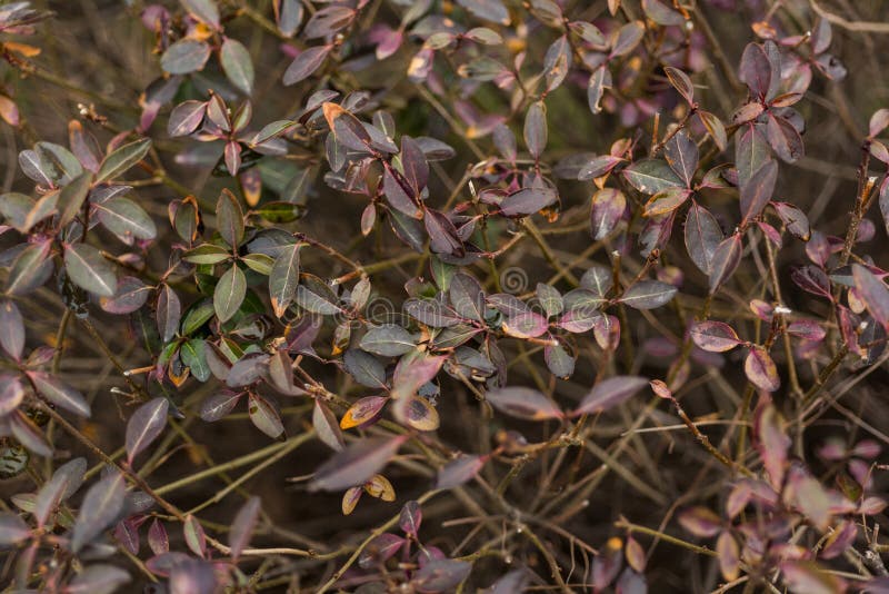 Bush with Small Leaves Background Texture Stock Photo - Image of ...