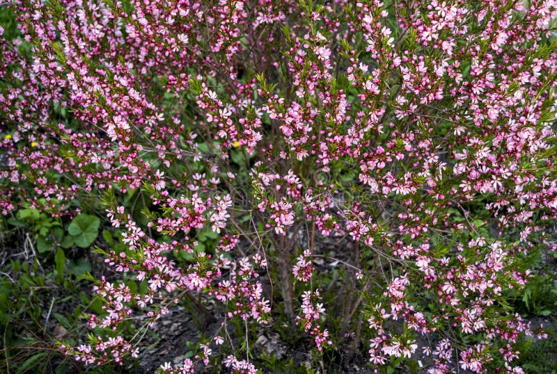 Bush with Small Pink Flowers Stock Image - Image of gardening ...