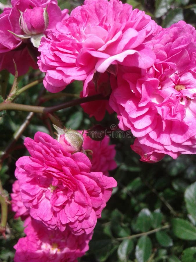 Small roses sammer nature stock image. Image of roses - 117500701