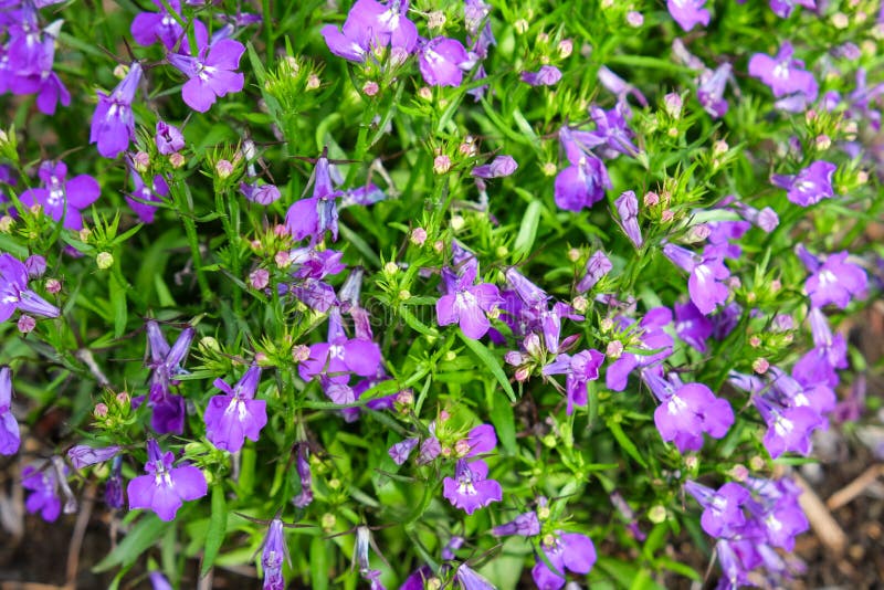Bush of Small Purple Flowers in the Garden Stock Image - Image of ...