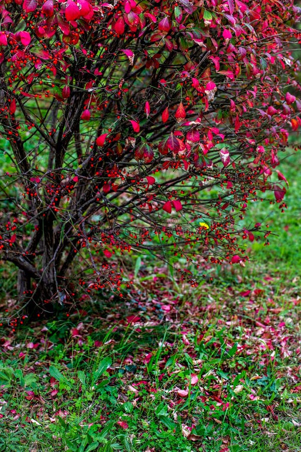 Bush with Small Red Berries on the Grass, in a Park. Stock Photo ...