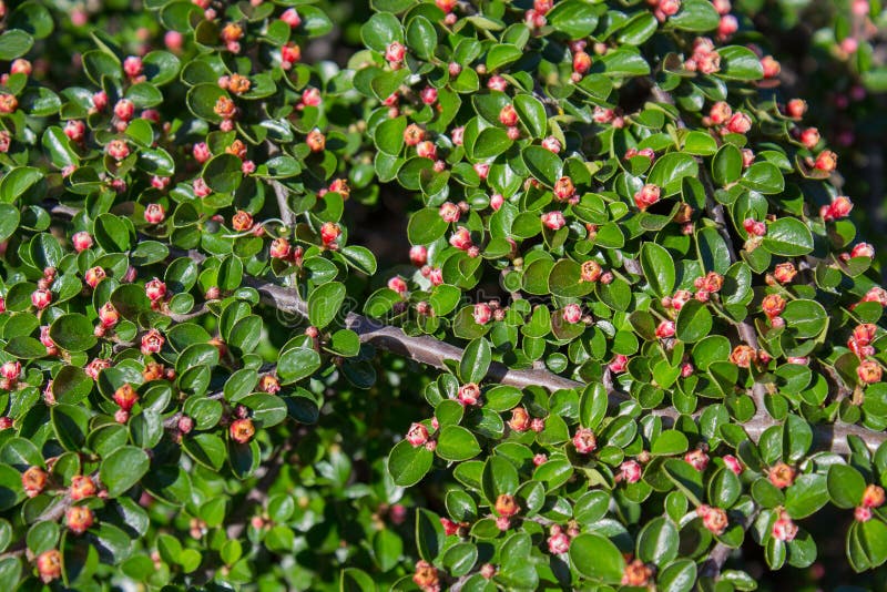 Bush with Small Red Flowers Lit by the Sun Stock Image - Image of ...