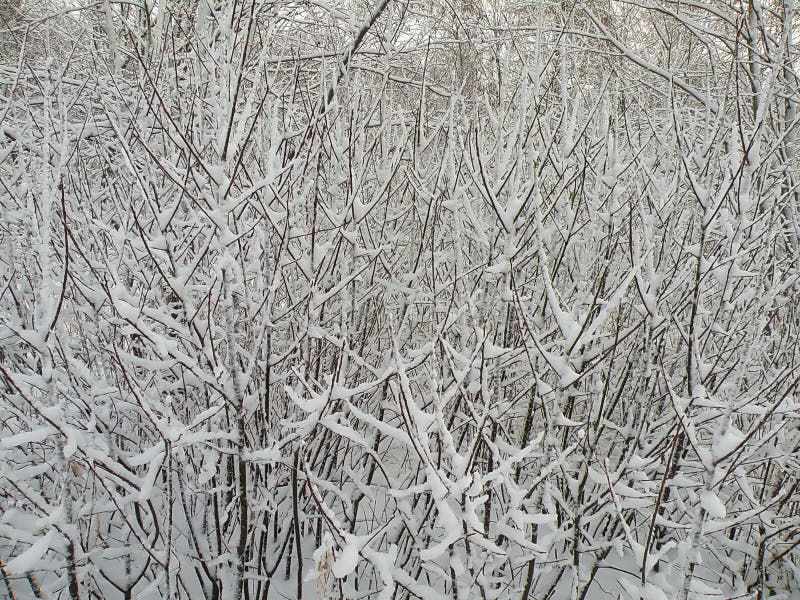 Bush in snow stock image. Image of black, cold, specific - 12129683