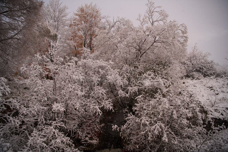 Bush in snow stock image. Image of spring, freezing - 266623439