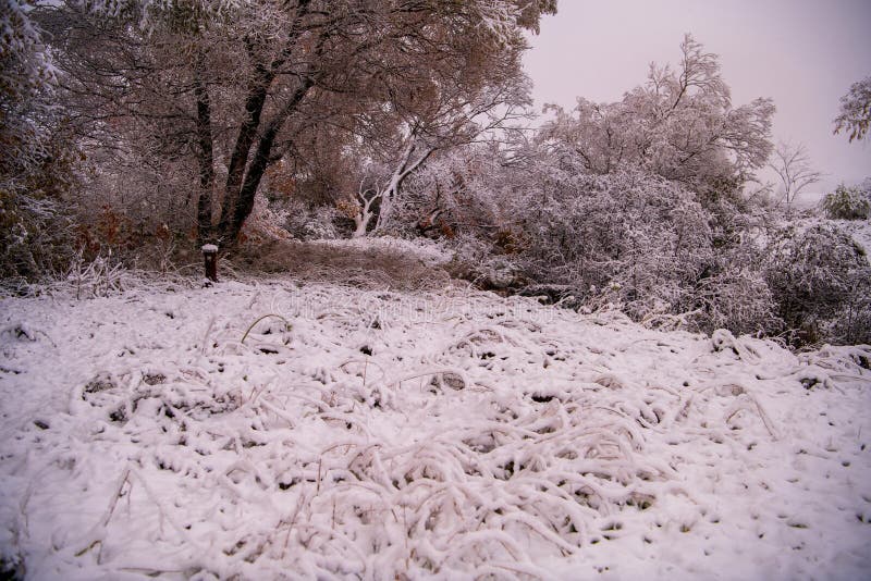 Bush in snow stock photo. Image of snow, soil, branch - 266623450