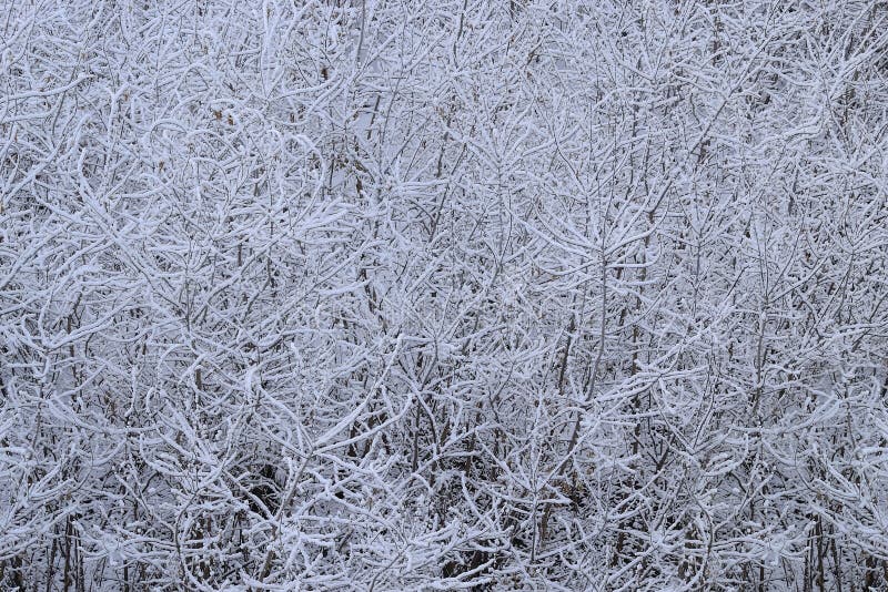 Bush in the Snow, Background. Stock Photo - Image of winter, delicate ...
