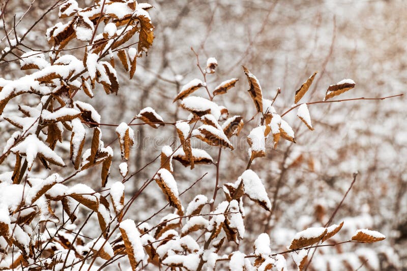 Bush with Snow-covered Dry Leaves in the Forest Stock Image - Image of ... Bush with Snow-covered Dry Leaves in the Forest Stock Image - Image of ...
