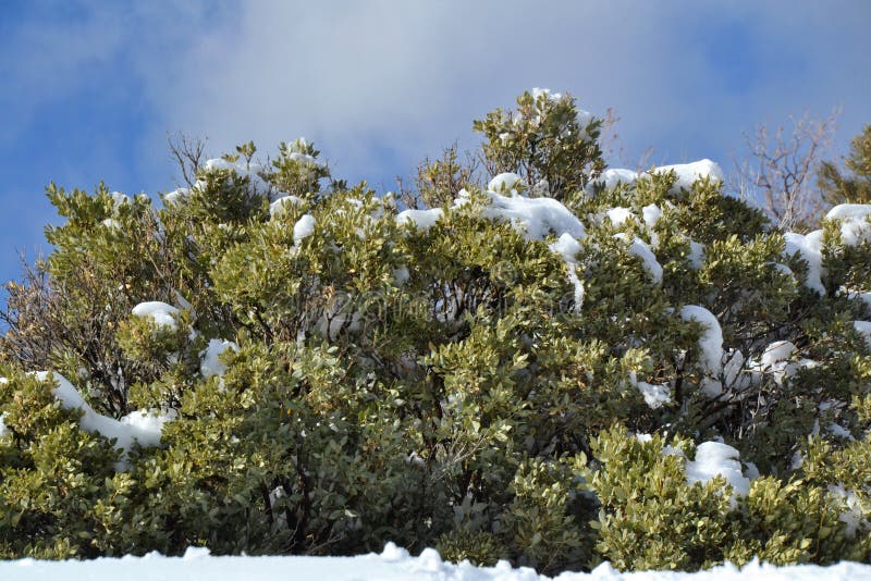 Bush on Snow stock photo. Image of beautiful, winter - 85393568