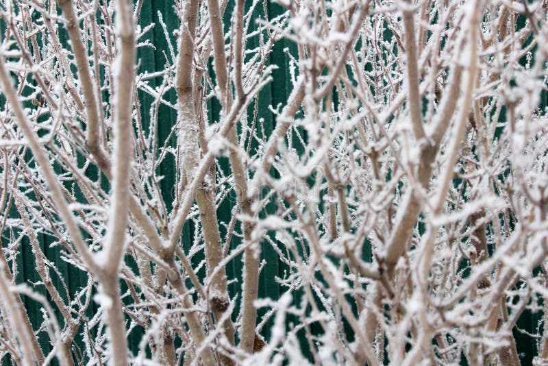 Bush in the Snow in Winter Garden Stock Photo - Image of landscape ...