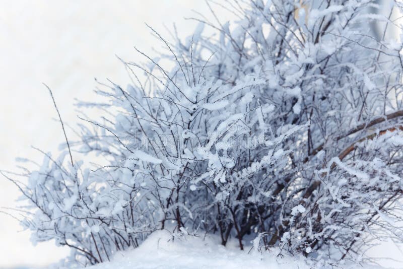 The bush in the snow stock photo. Image of forest, nature - 207190506
