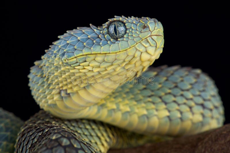 Bush-adder/Atheris-squamigera Stock Afbeelding - Afbeelding bestaande ...