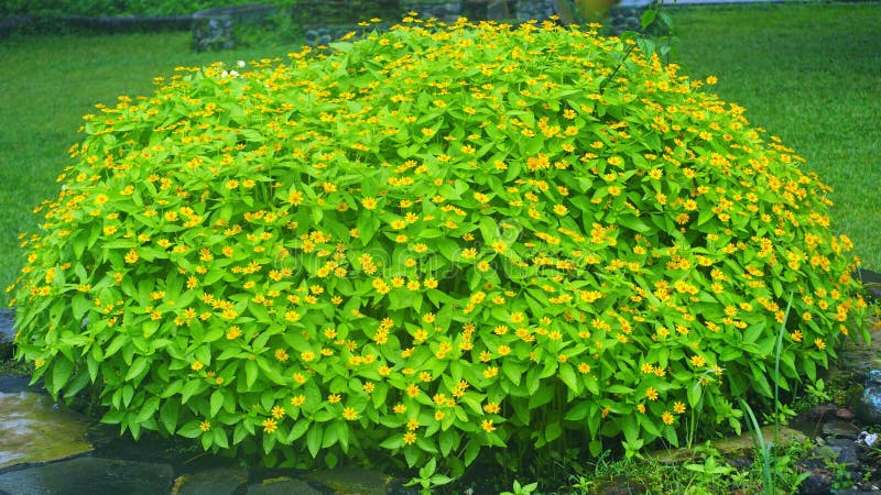 A Bush of Star Daisy Flower at the Public Park Stock Image - Image of ...