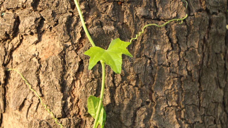 Bush Starting To Spread in the Stem of a Tree. Stock Image - Image of ...