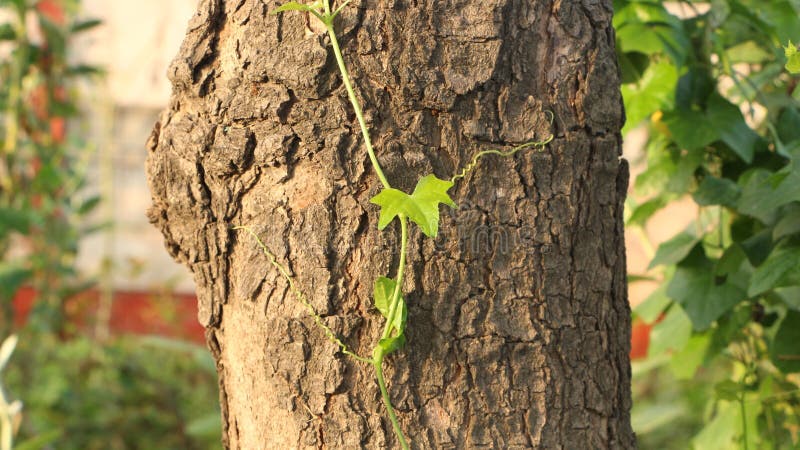Bush Starting To Spread in the Stem of a Tree. Stock Image - Image of ...