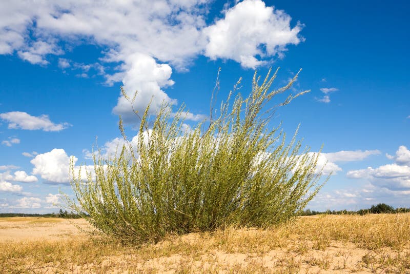 Bush in steppa fotografia stock. Immagine di cielo, caldo - 21047016