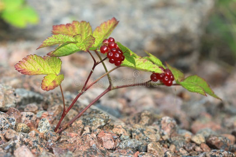 Berries. Stone Bramble (Rubus Saxatilis) Stock Photo - Image of dainty ...