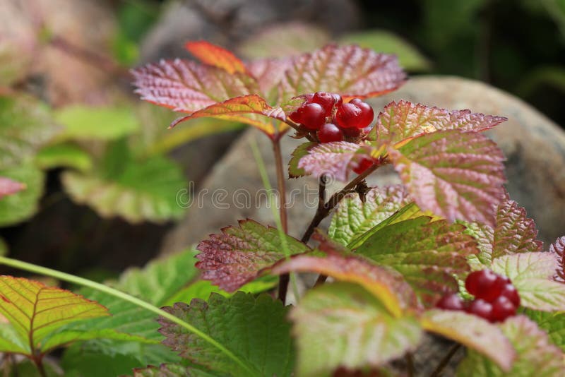 The Bush of Stone Bramble Berries. Rubus Saxatilis Stock Image - Image ...