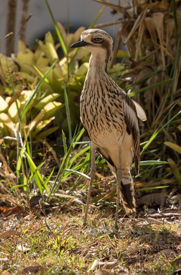 Bush Stone Curlew in Queensland Australia Stock Photo - Image of ...