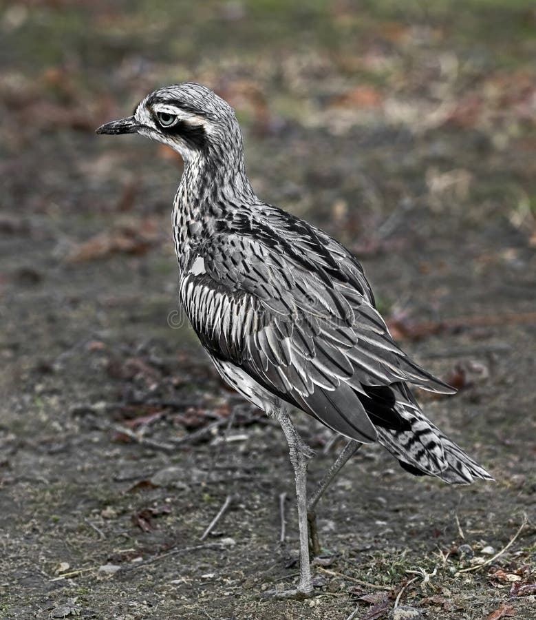 Bush Stone-Curlew stock image. Image of burhinus, grallarius - 36233017