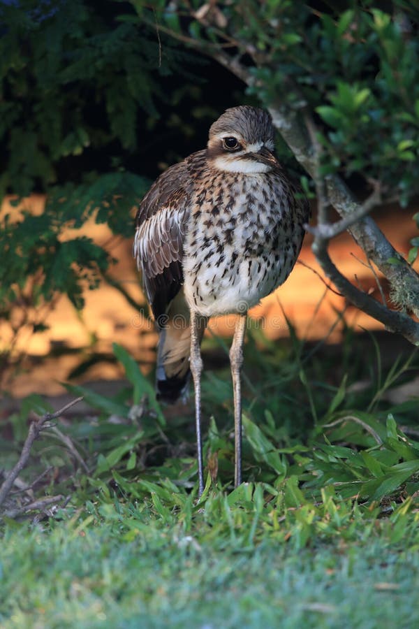 Bush Stone-curlew or Bush Thick-knee (Burhinus Grallarius) Australia ...