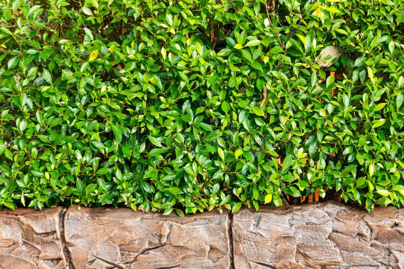 Bush and stone Wall stock photo. Image of texture, plant - 119799606