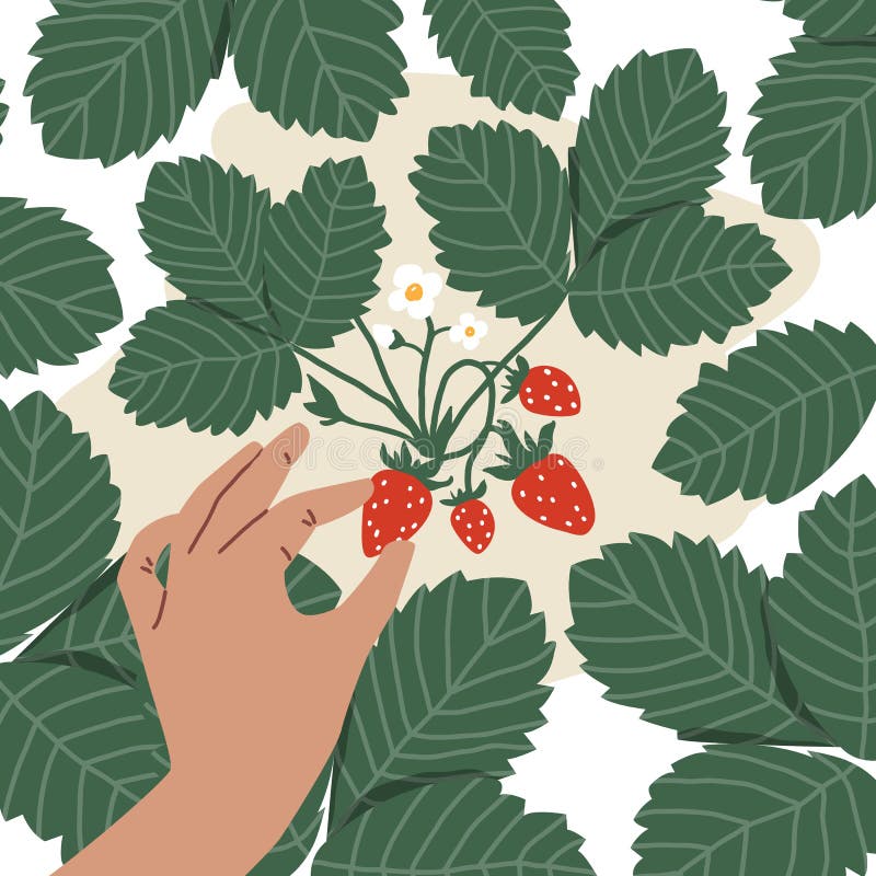 Picking Strawberries Stock Illustrations – 441 Picking Strawberries ...