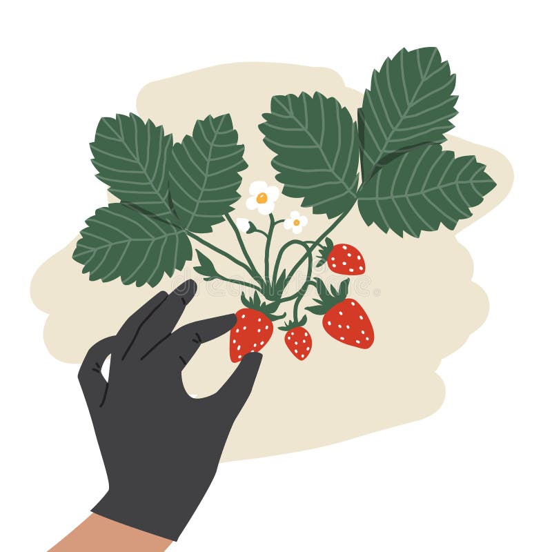Bush with Strawberries. Mans Hand Picking Berries Stock Vector ...