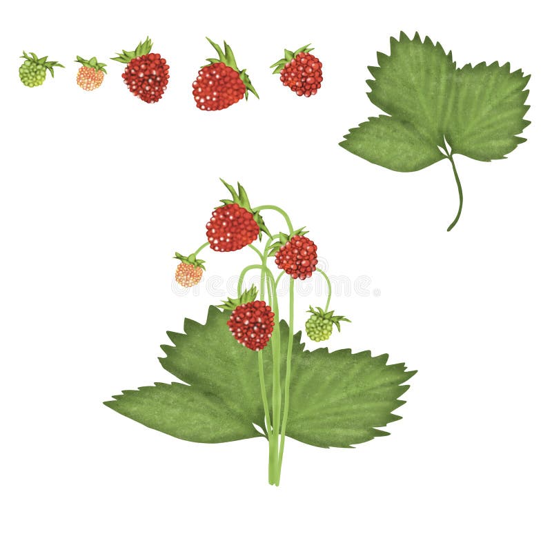 Bush with Strawberries on a White Background. Set for Design Stock ...