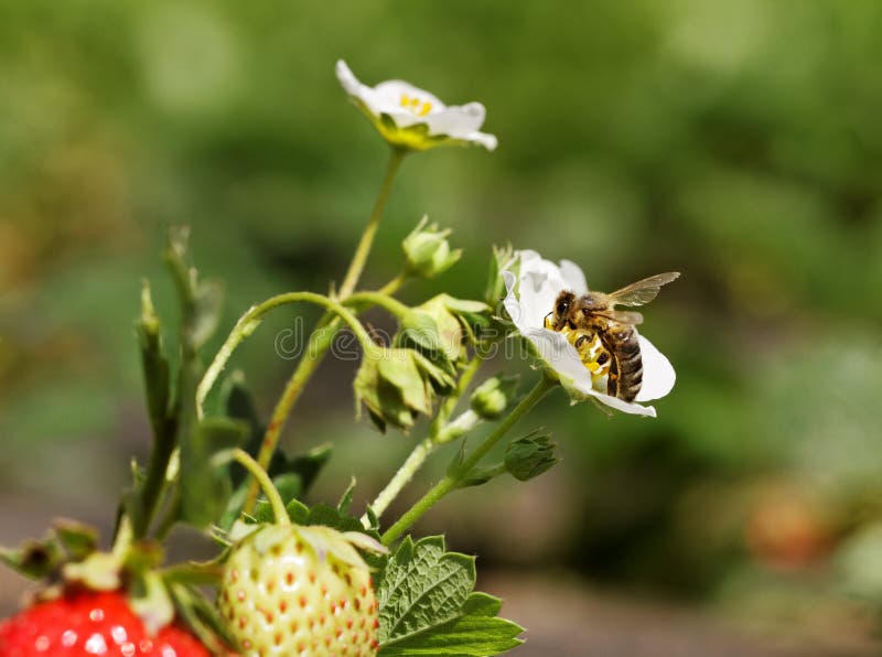 Bush of strawberry stock photo. Image of macro, edible - 19776296