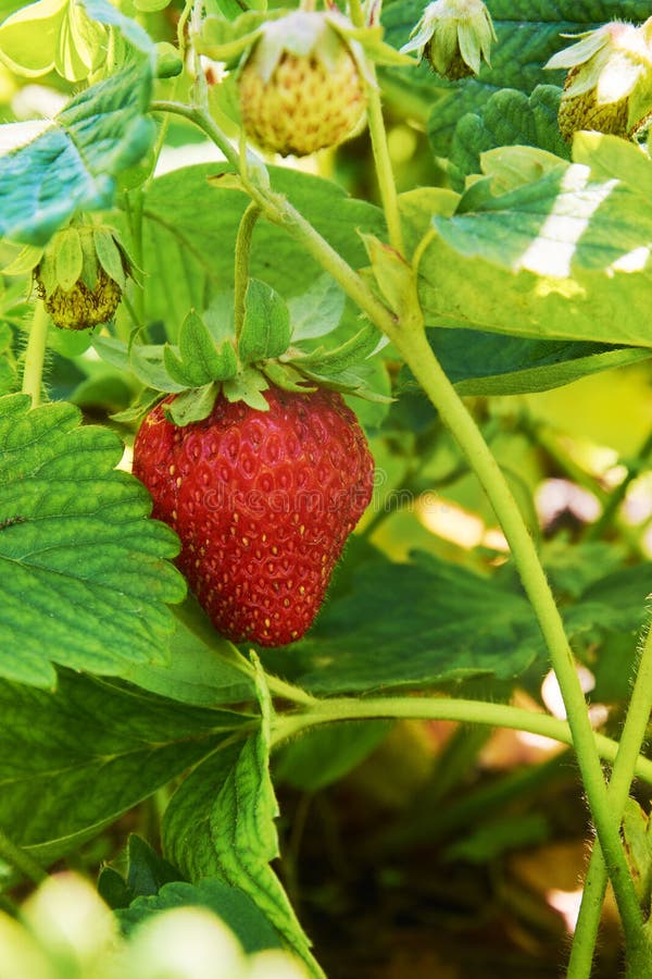 Bush of Strawberry with Big Red Ripe Berry Stock Photo - Image of juicy ...