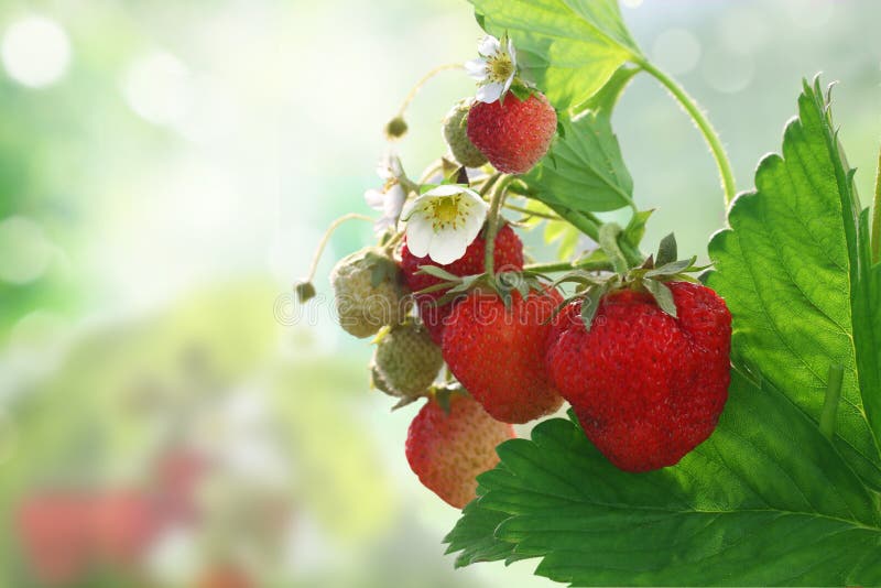 Bush of strawberry stock photo. Image of healthy, maturing - 21939796