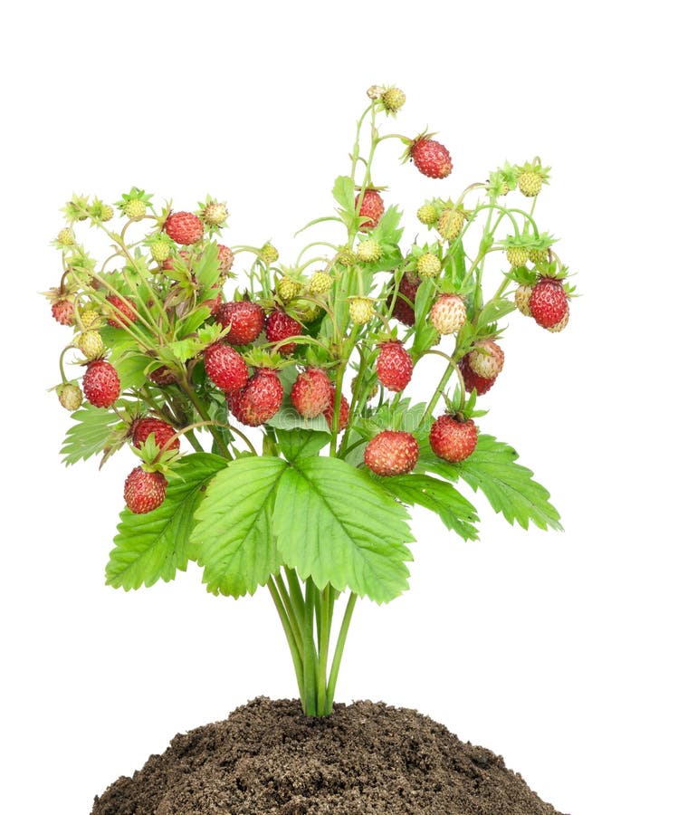 Bush of strawberry stock photo. Image of healthy, maturing - 21939796