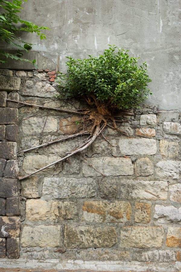 Bush with Strong Roots Growing at a Wall Stock Image - Image of wall ...