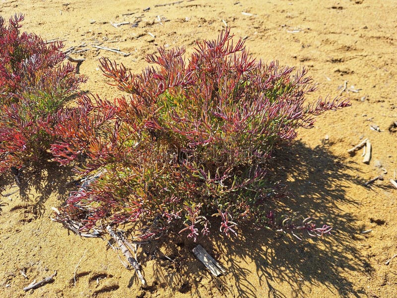 A Bush of the Suaeda or Salicornia Plant Stock Image - Image of green ...