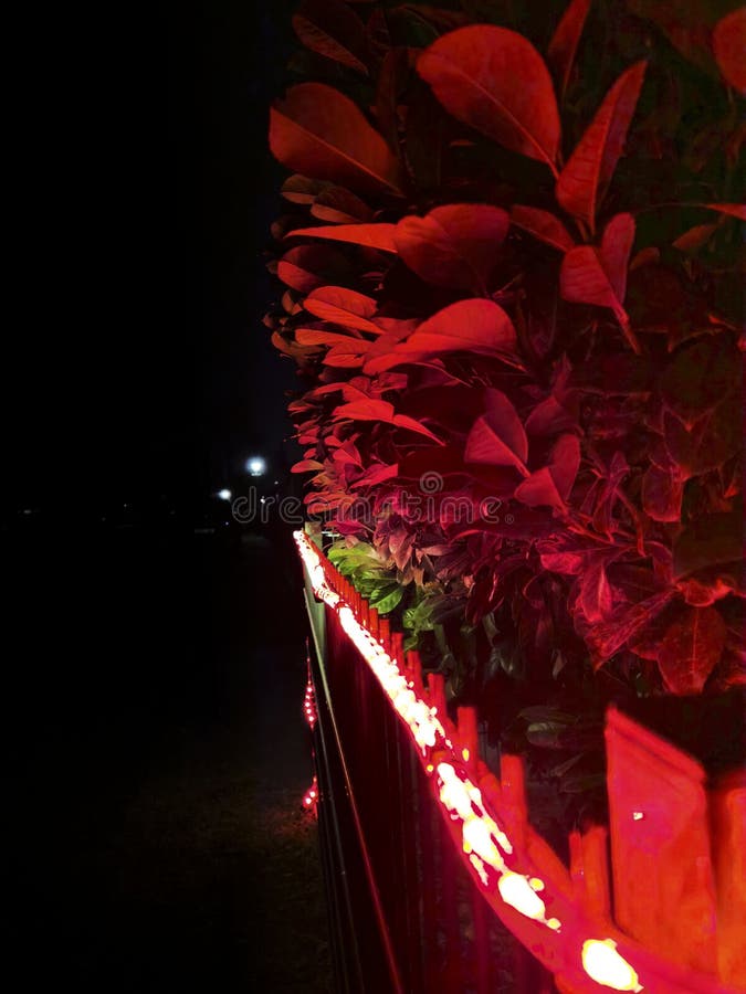Bush Surreally Illuminated by Red Christmas Lights in a Front Garden at ...