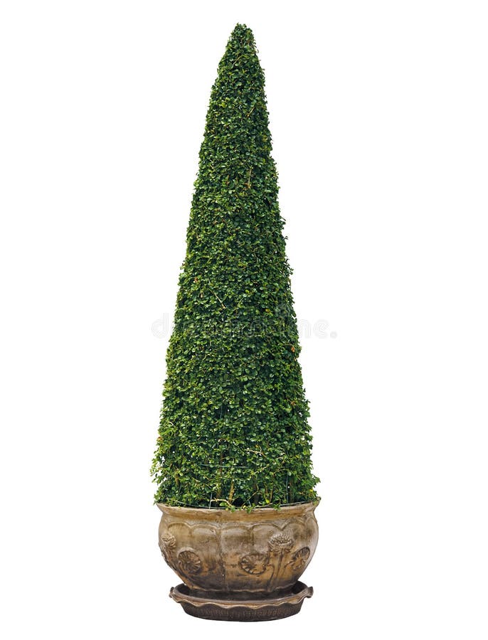 431 Triangular Bush Photos - Free & Royalty-Free Stock Photos from ...