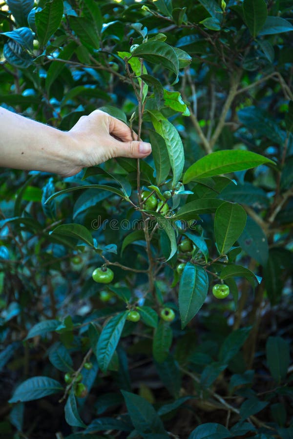 Tea tree fruit stock image. Image of cultivation, healthy - 125976149