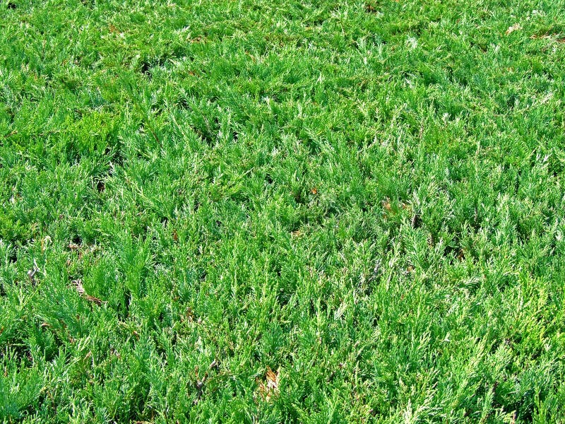 Bush texture stock image. Image of forest, frost, pins - 1085943