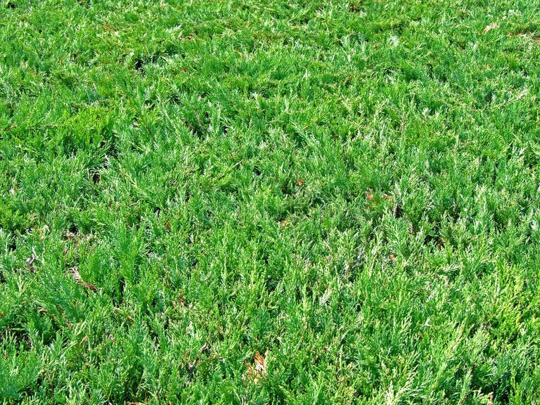 Bush texture stock image. Image of forest, frost, pins - 1085943