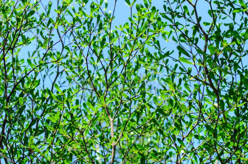 Bush texture background stock image. Image of abstract - 48370627