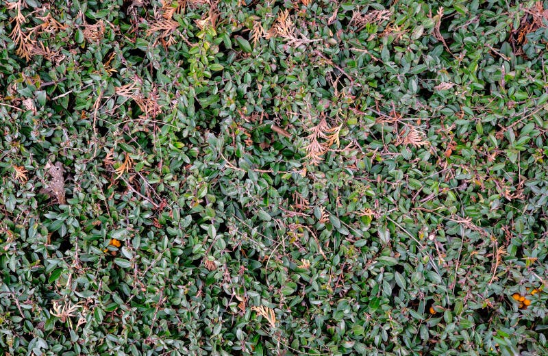 Bush Texture stock photo. Image of nature, background - 50393166
